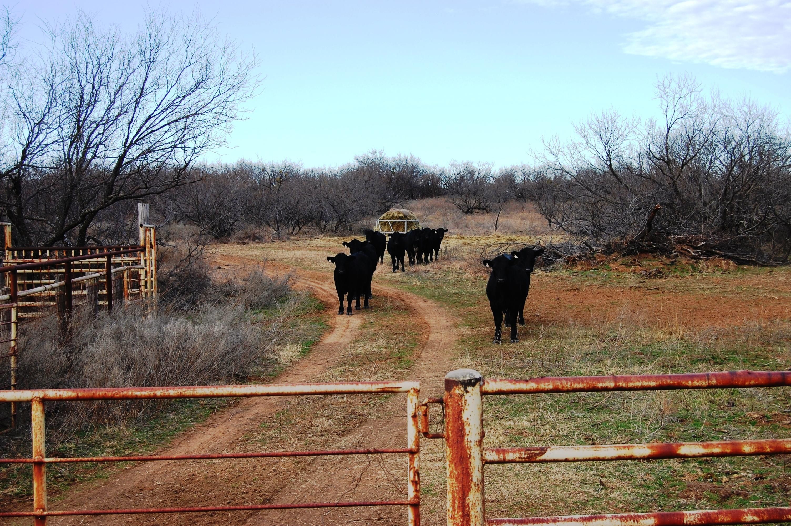 TBD FM 1883, Bluegrove, TX 76365 | Land.com