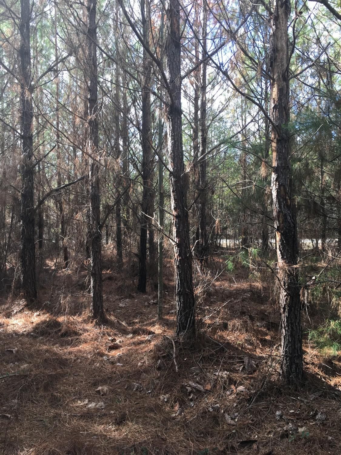 3005 Gardner Road, Grady, AL 36036 | Land.com