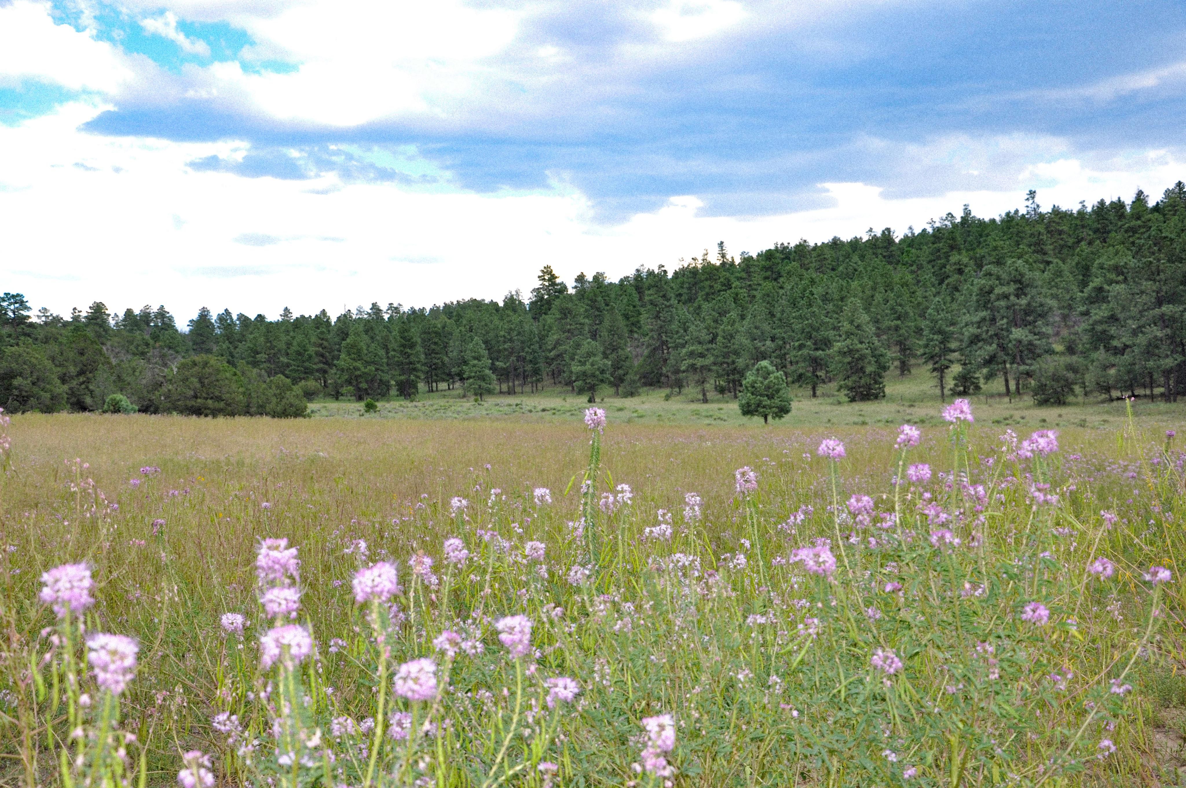 596 acres in Catron County, New Mexico