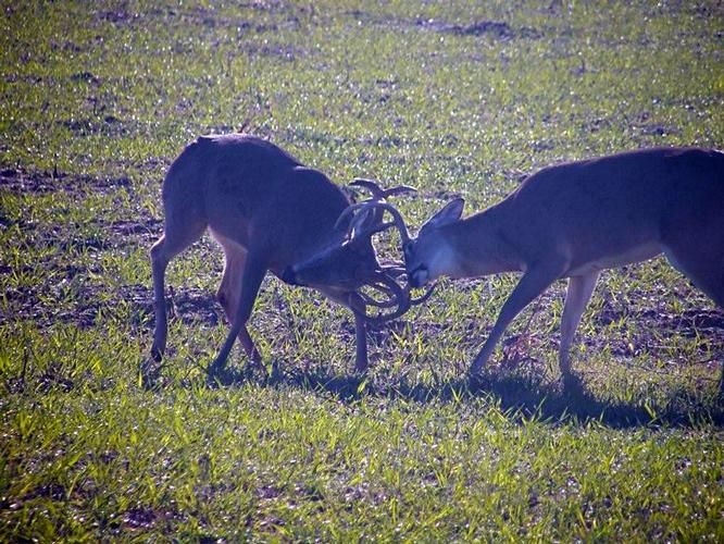 567 acres in McCaulley, TX, 79534 | Land.com