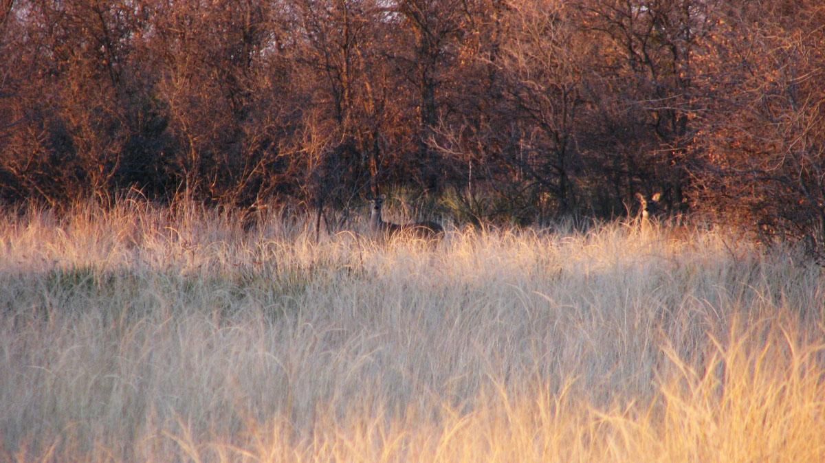 1,100 acres in Fisher County, Texas