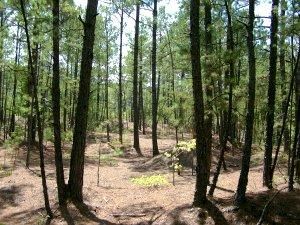 Pinedale Road, Huntsville, TX 77340 | Land.com