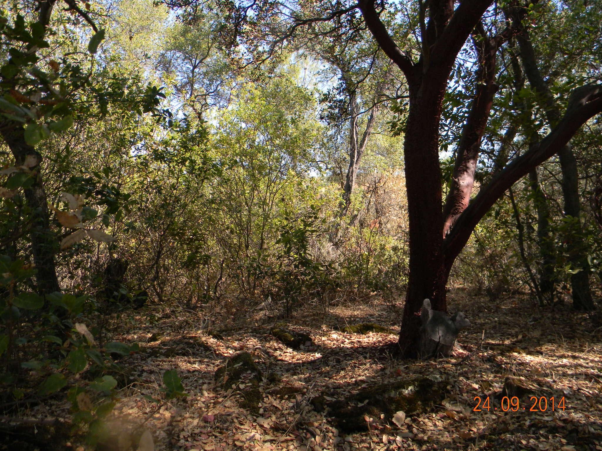 46.2 acres in Calaveras County, California