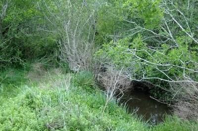 110 acres in Live Oak County, Texas