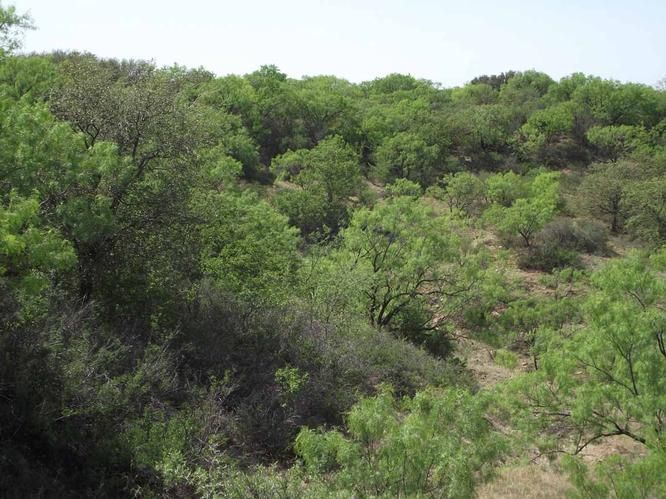 207 acres in Callahan County, Texas