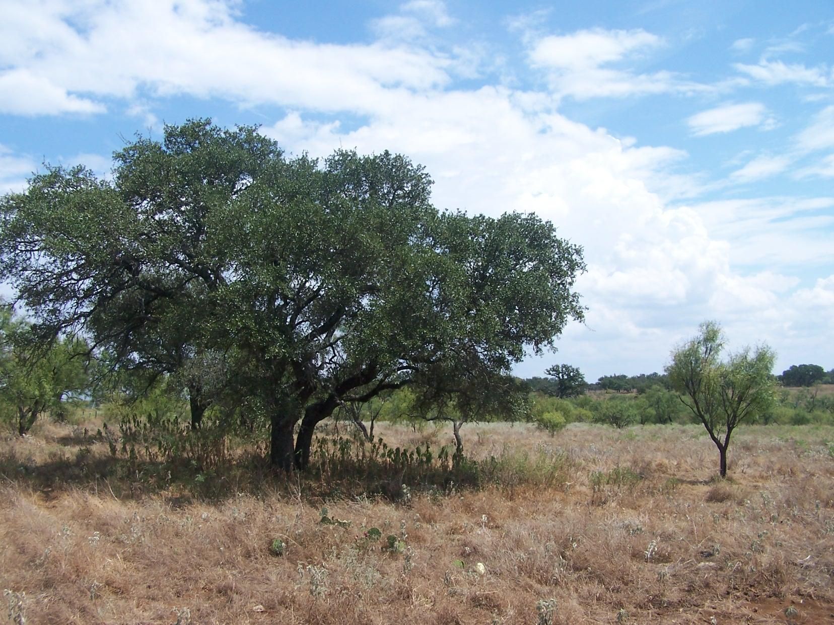 FM 1323, Willow City, TX 78675 | Land.com