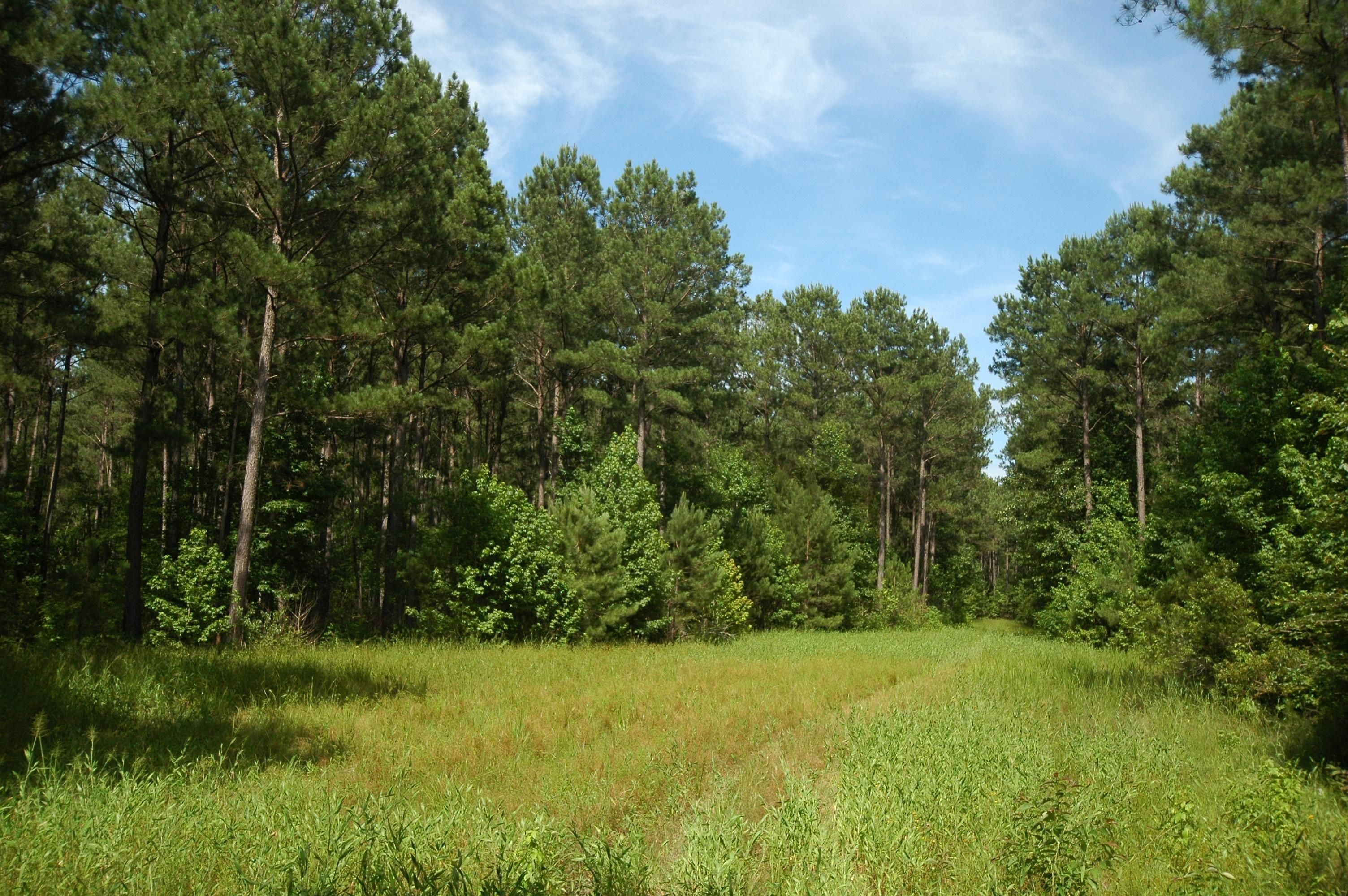 365 acres in Pickens County, Alabama