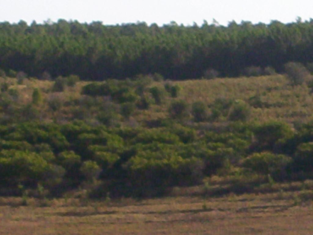 57 acres in Lake County, Florida