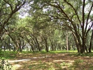 2220 Lanier Road,, Plant City, FL 33565 | Land.com