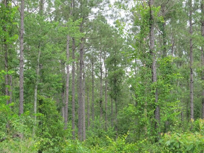 44 acres in Horry County, South Carolina