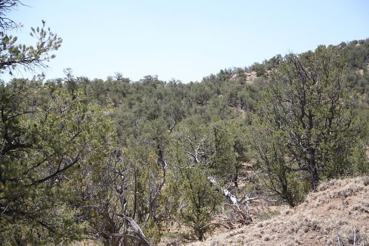 Juniperwood Ranch, Ash Fork, AZ 86320 | Land.com