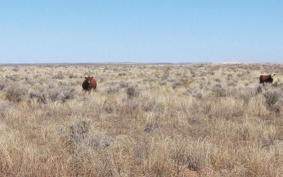 20,790 acres in Jal, NM, | Land.com