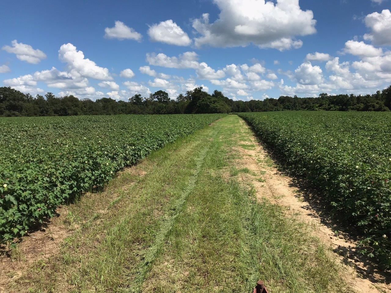 180 acres in Pike County, Alabama