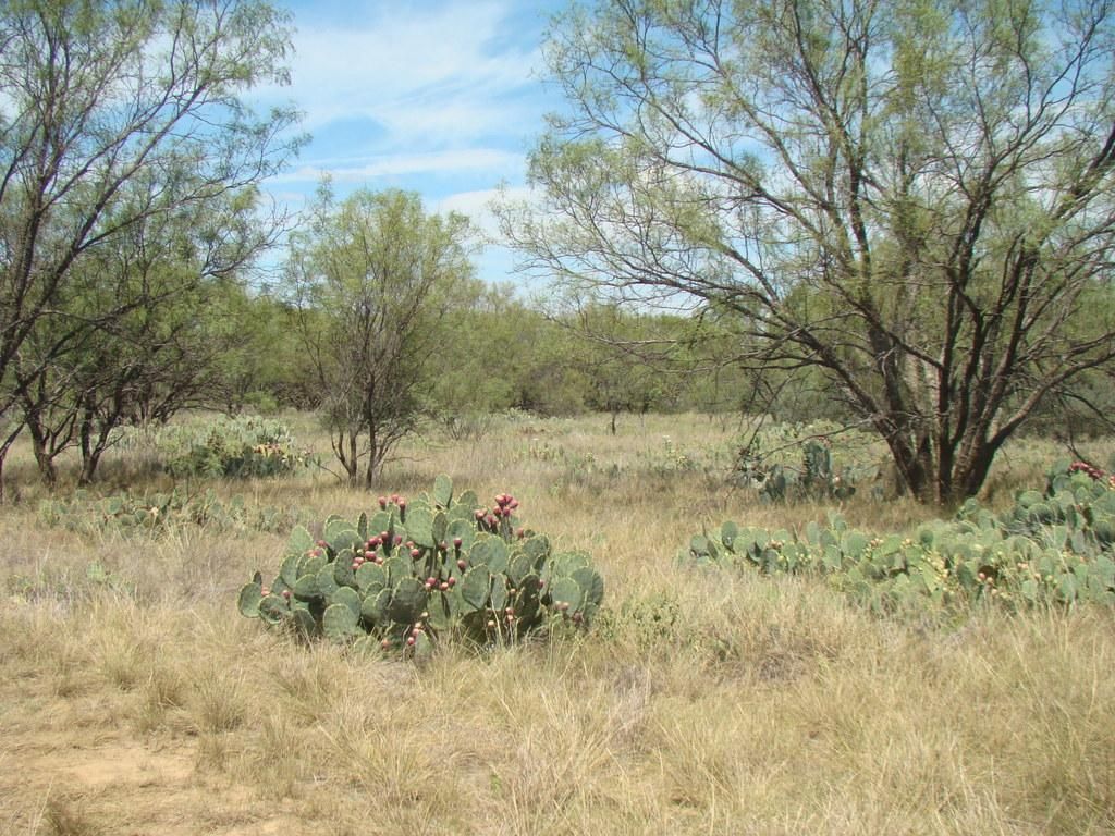194 acres in Callahan County, Texas