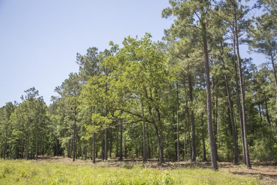 Felix Currie Rd, Point Blank, TX 77364 | Land.com