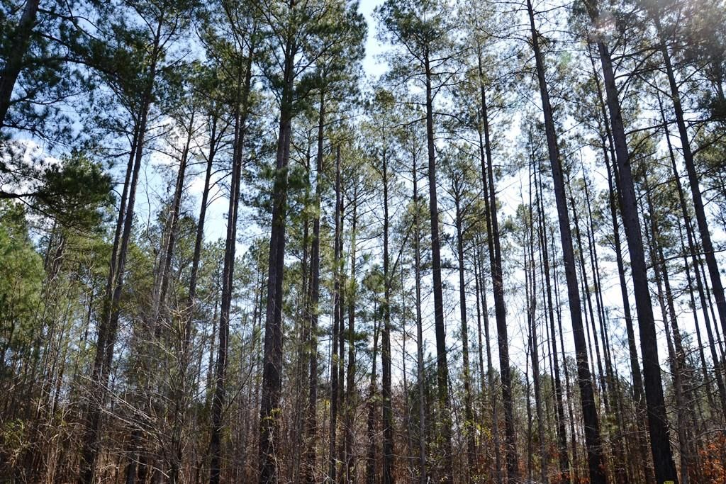 Old Mill Road, Lando, SC 29729 | Land.com