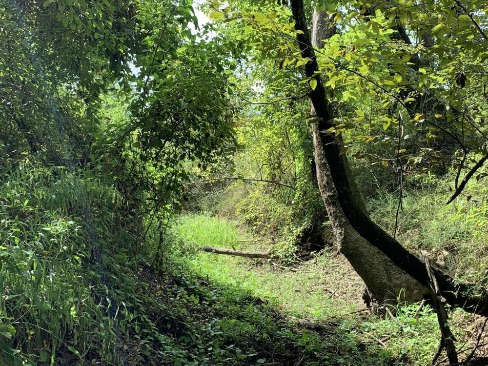 0 Dempsey Rd, Grayson, LA 71435 | Land.com