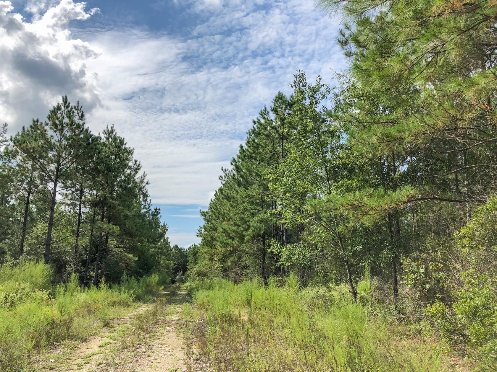 33 acres in Tyler County, Texas