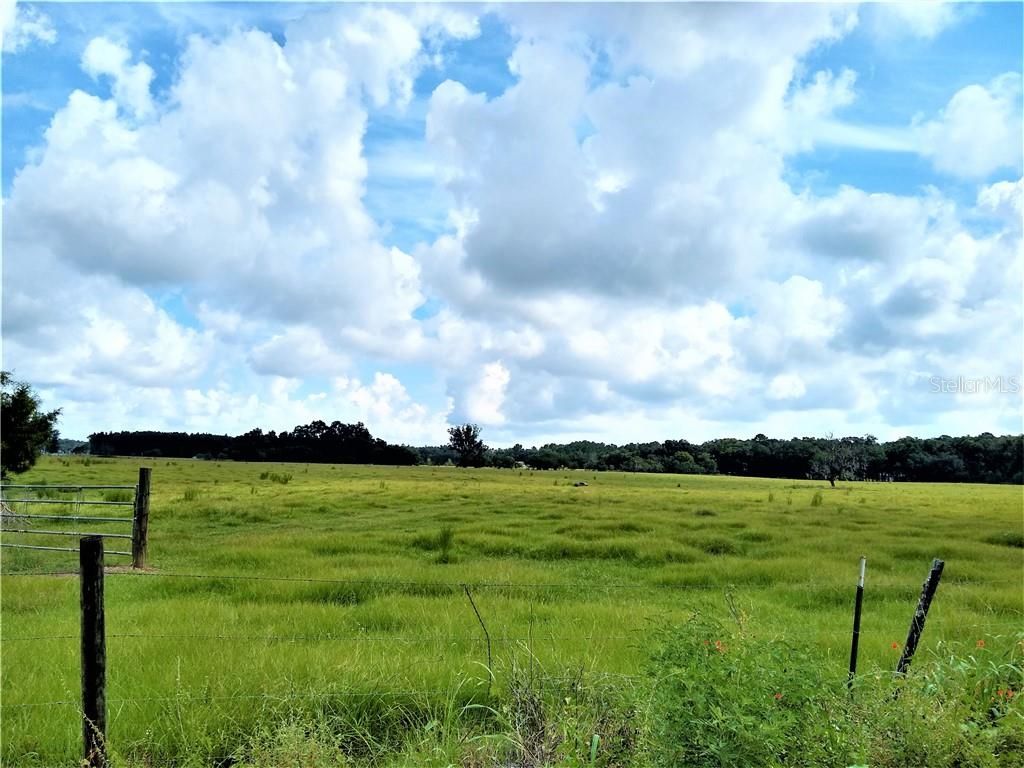 40 acres in Levy County, Florida
