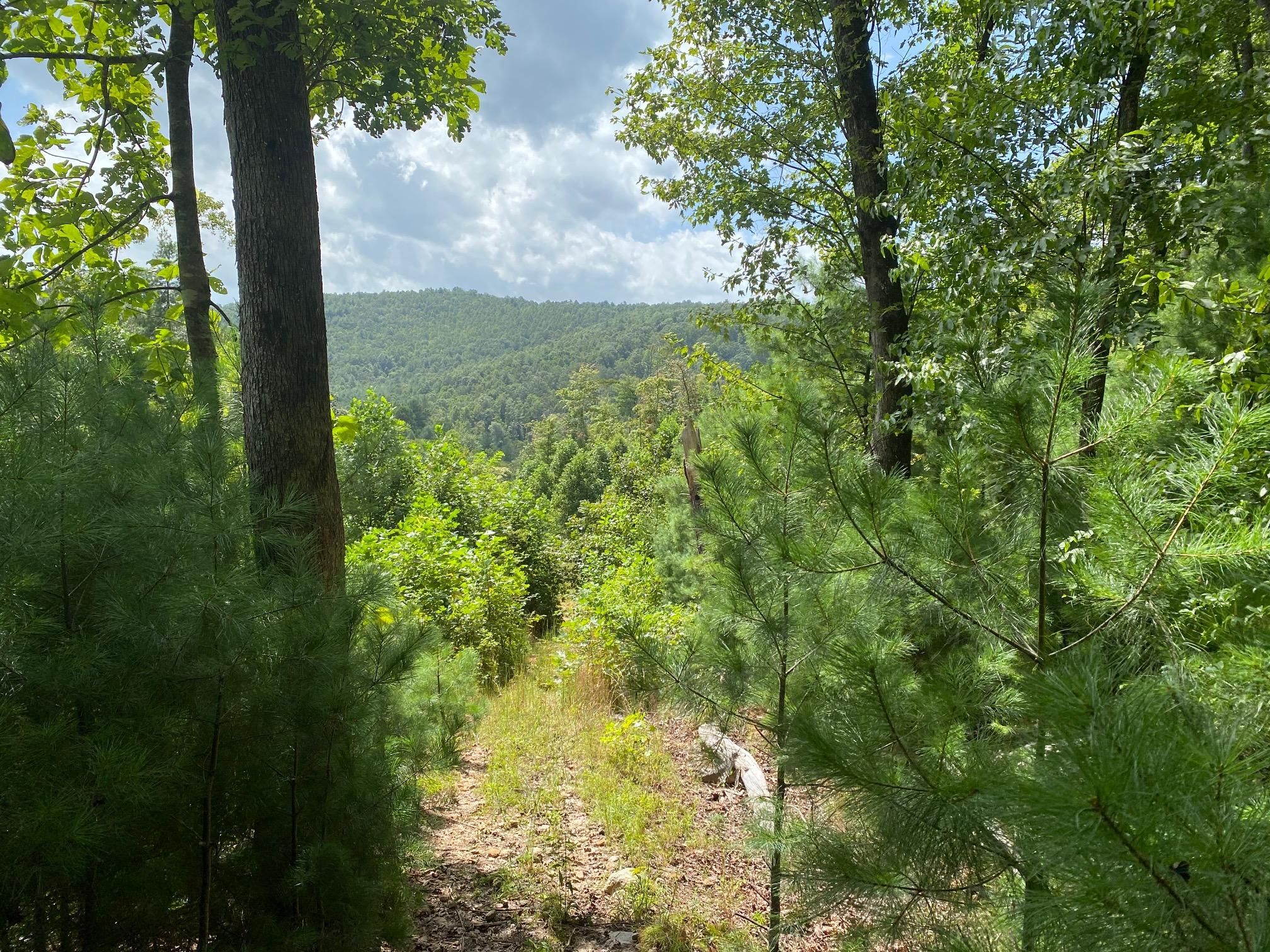 0000 White Oak Road, Wilbar, NC 28651 | MLS: 997273 | Land.com