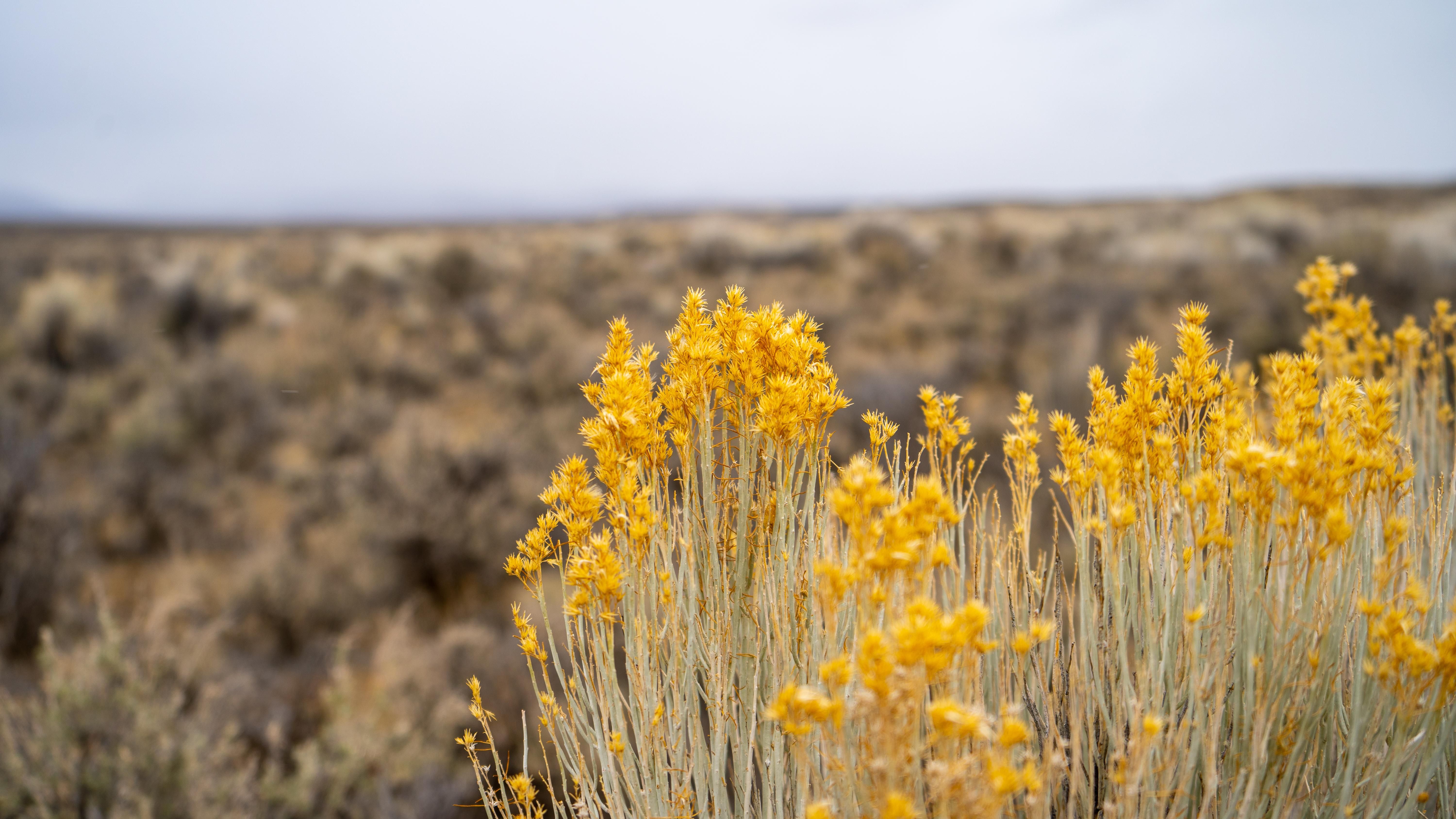 40 acres in Elko, NV, 89801 | Land.com