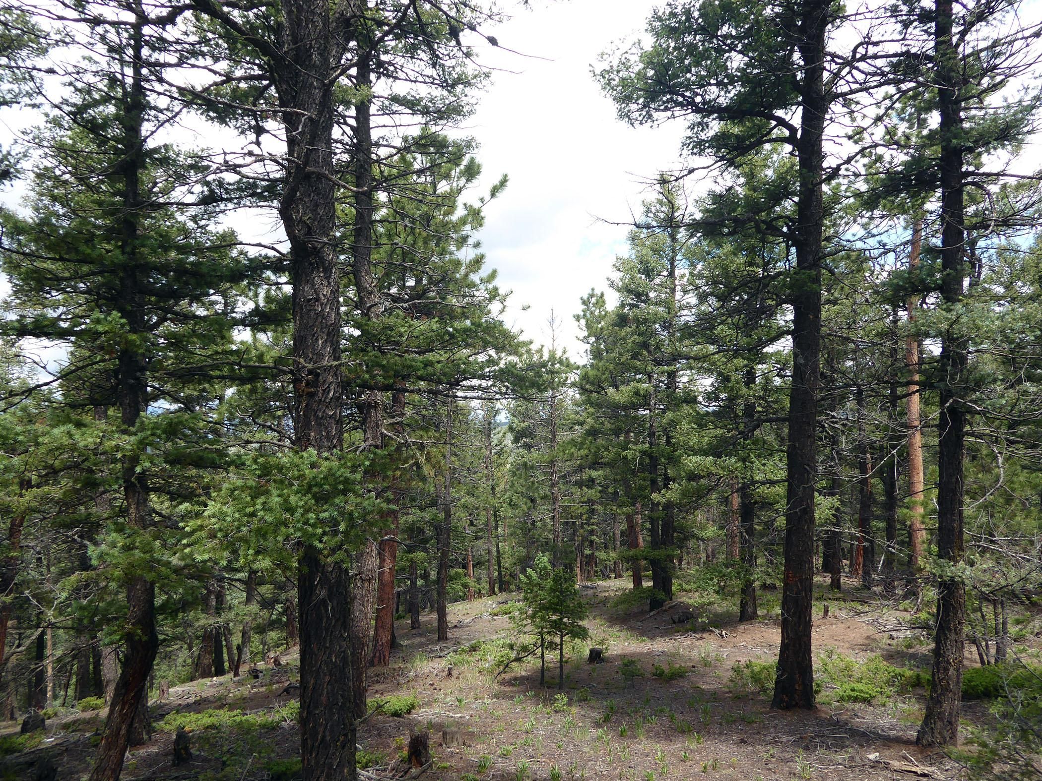6.9 acres in Deckers, CO, 80135 | Land.com