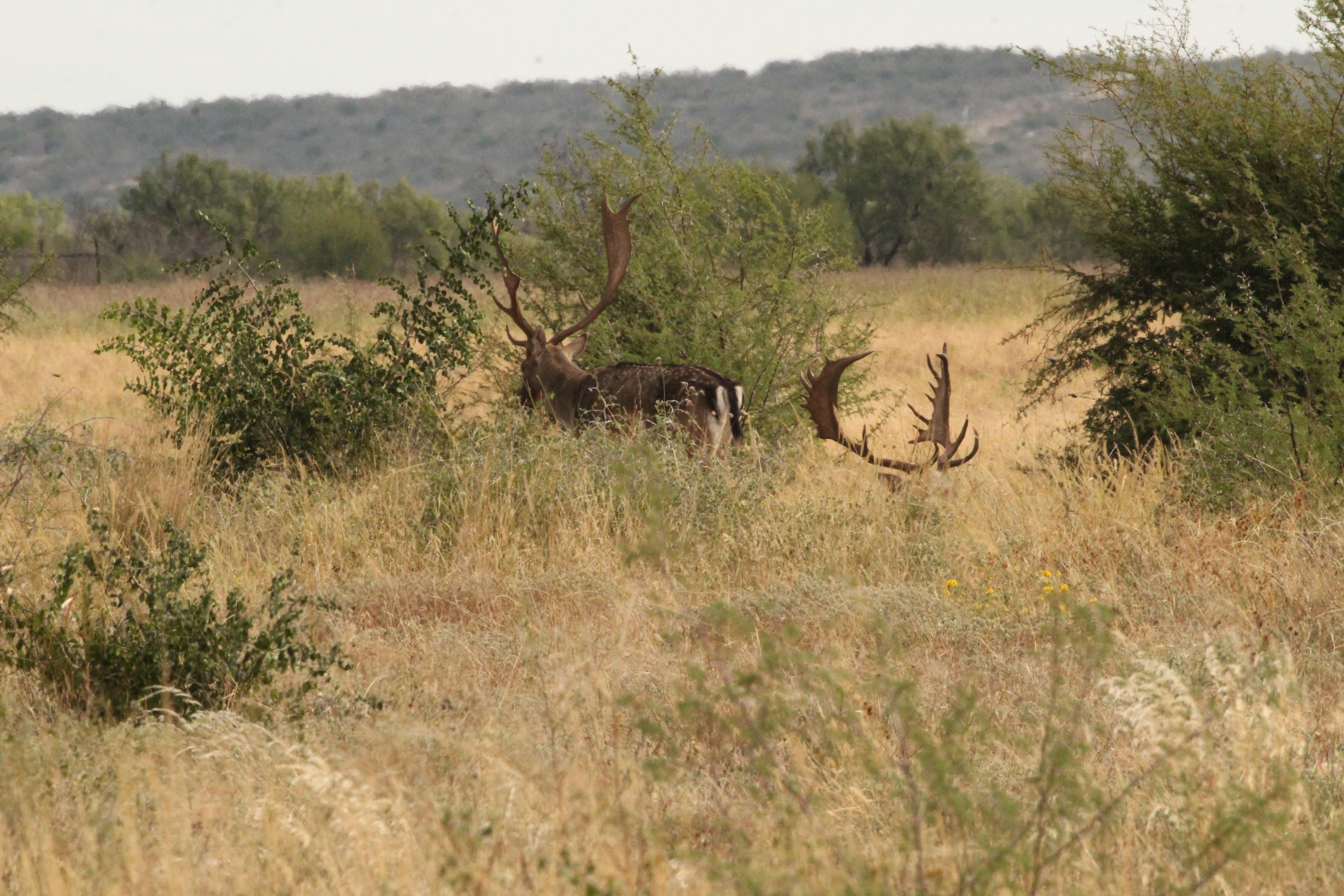 2,900 acres in Uvalde, TX, 78801 | Land.com