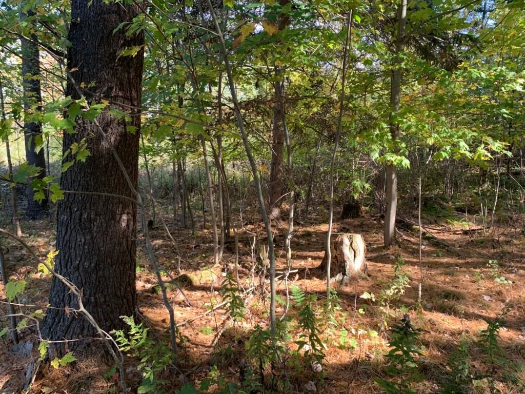 8.1 acres in Allegany County, New York