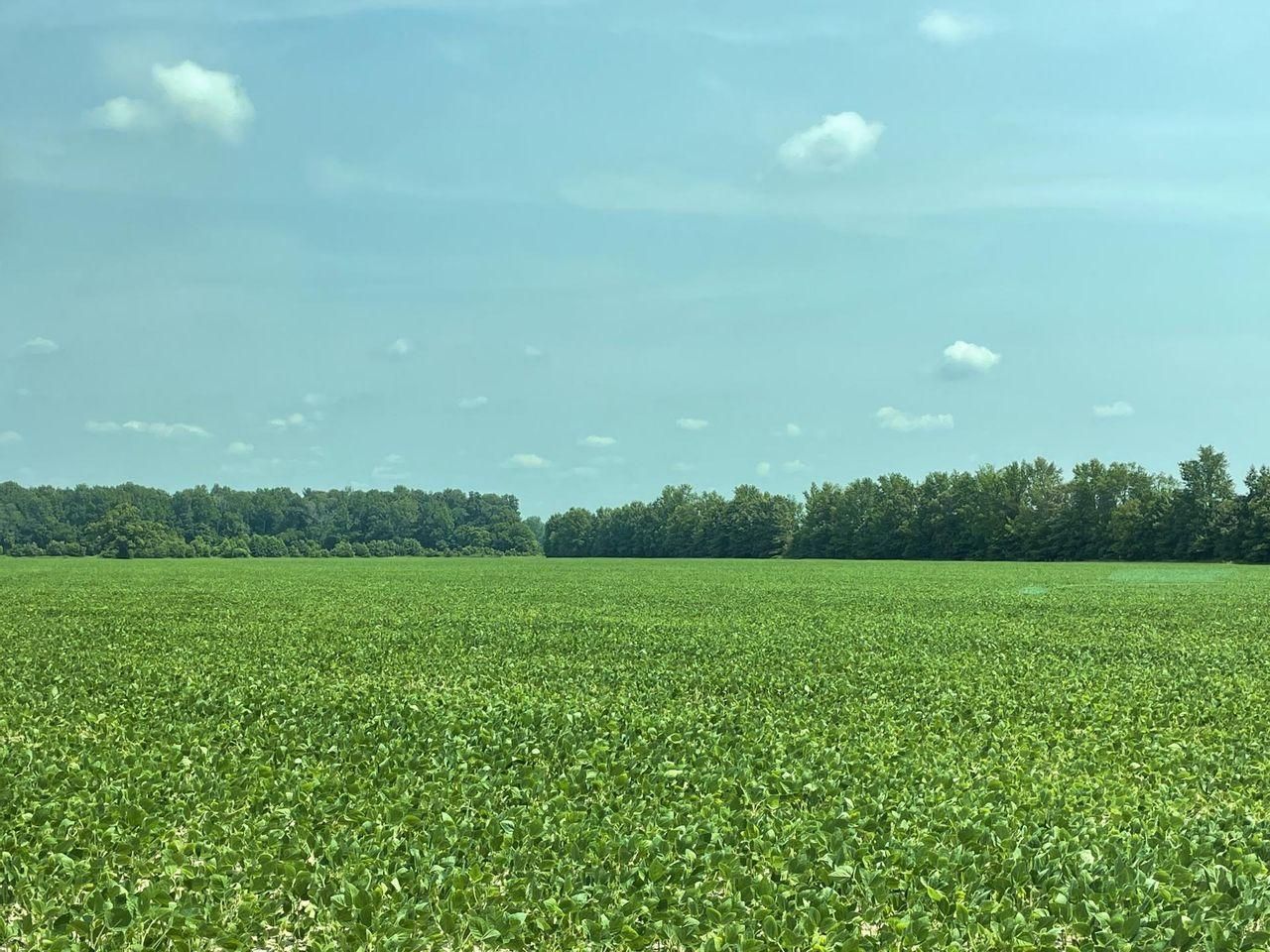 Alexis lane, Waldenburg, AR 72576 | Land.com