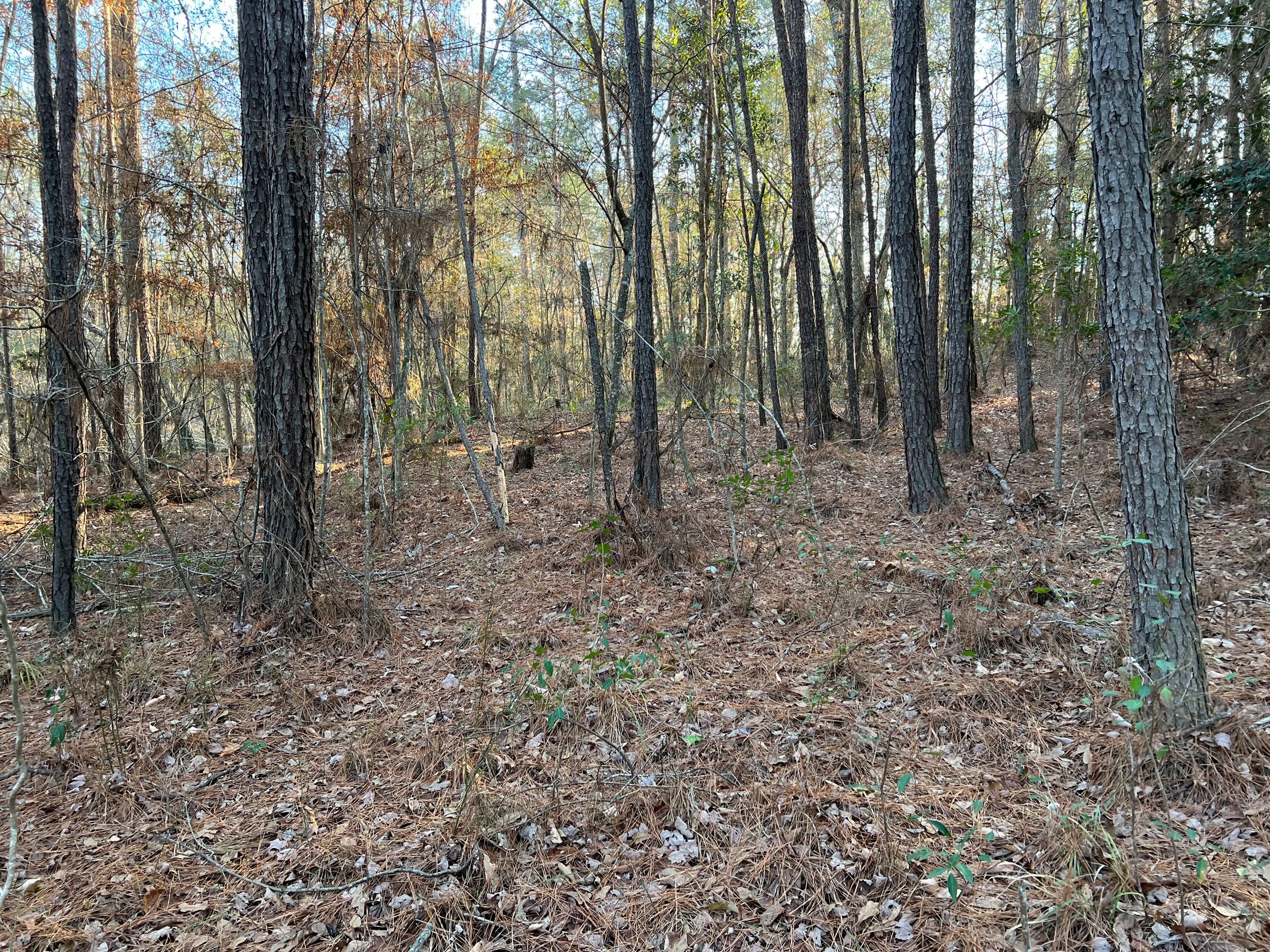 4.39 acres in Tyler County, Texas