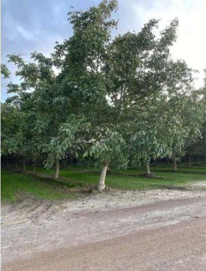 125 acres in Fresno County, California