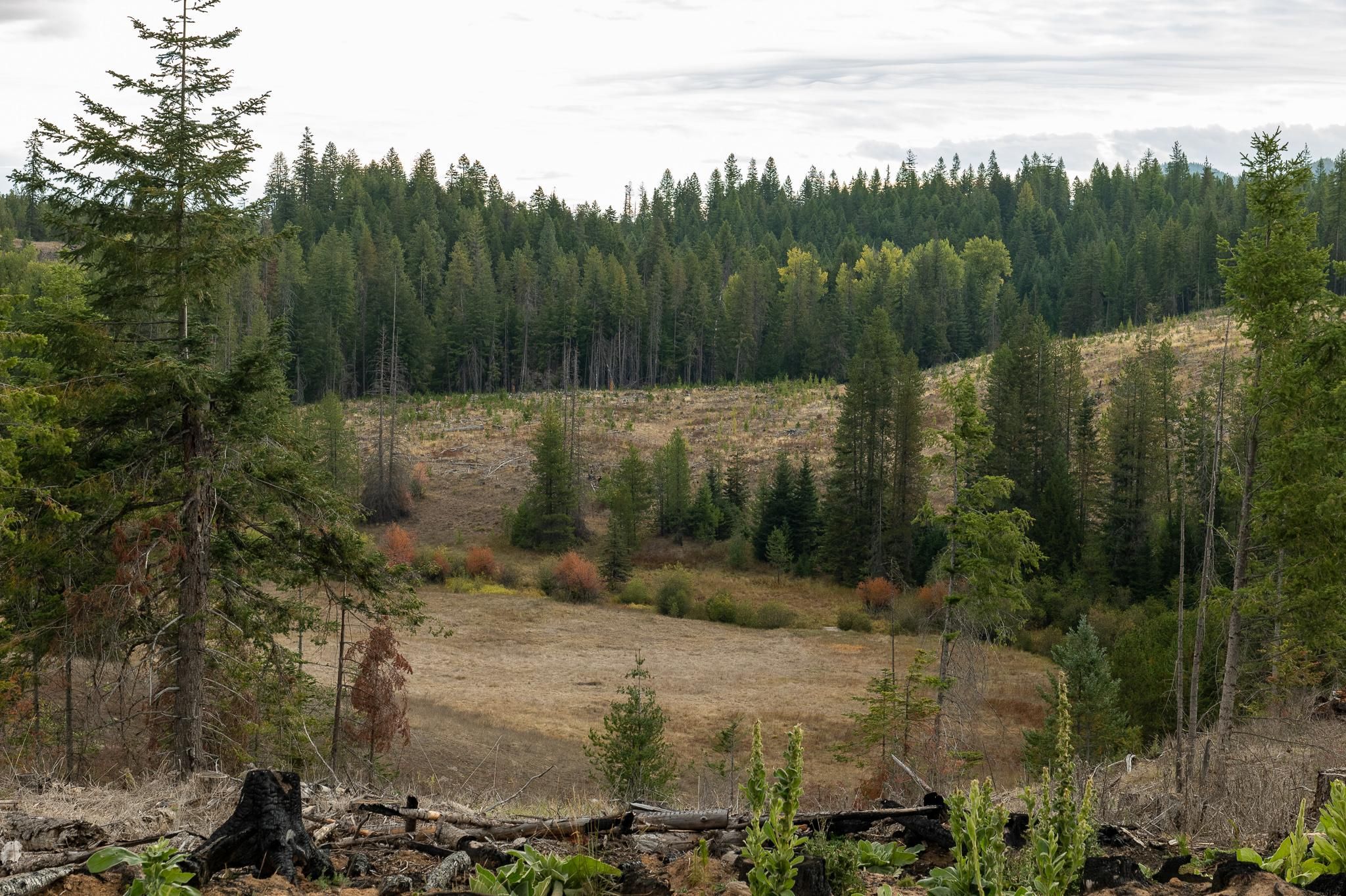 21.5 acres in Benewah County, Idaho