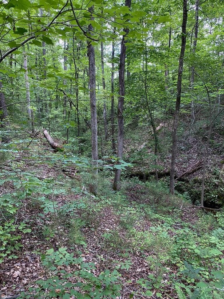 4 acres in Abbeville County, South Carolina 4 acres in Abbeville County, South Carolina