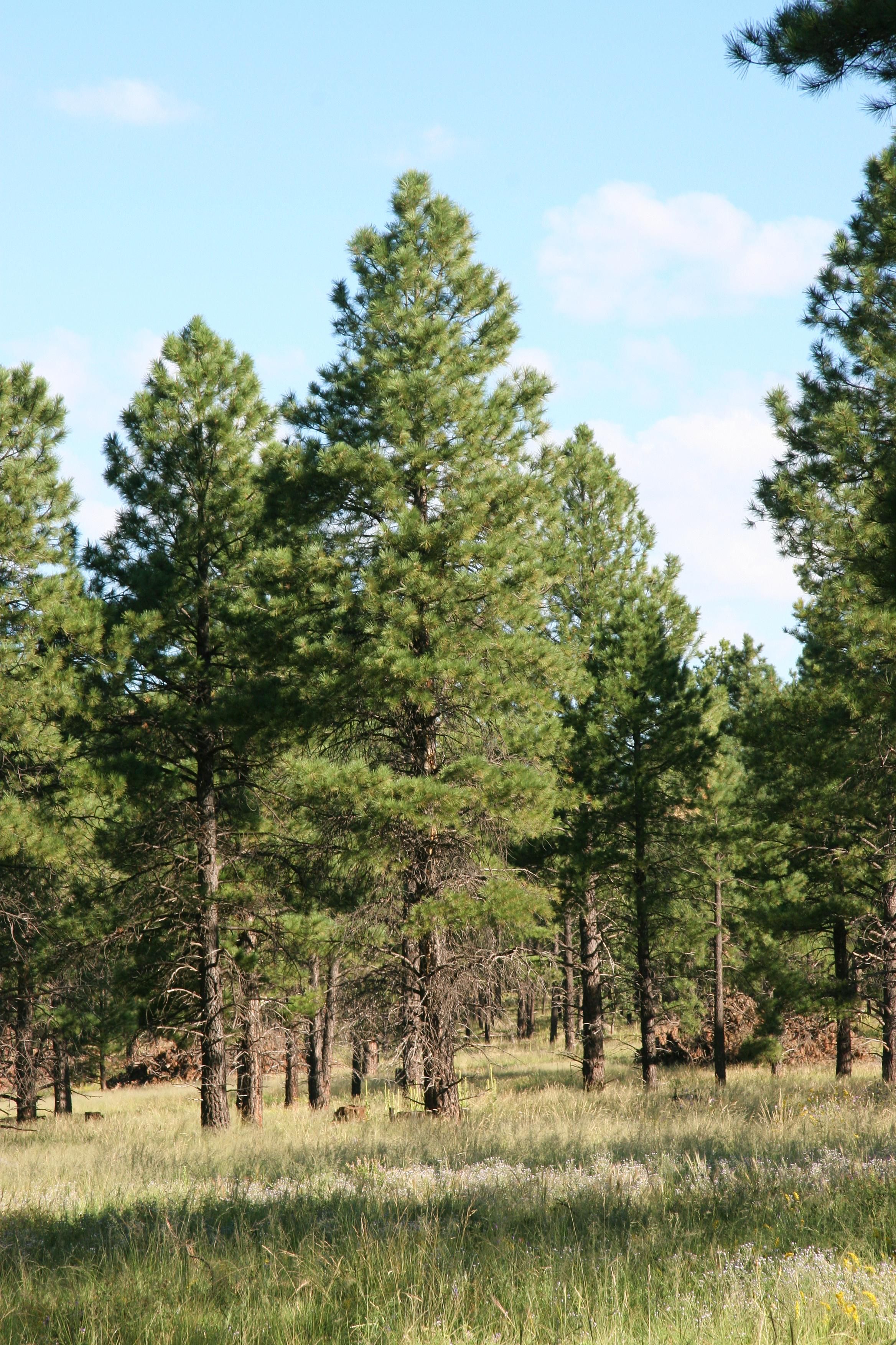 0.44 acres in Alpine, AZ, 85920 | Land.com