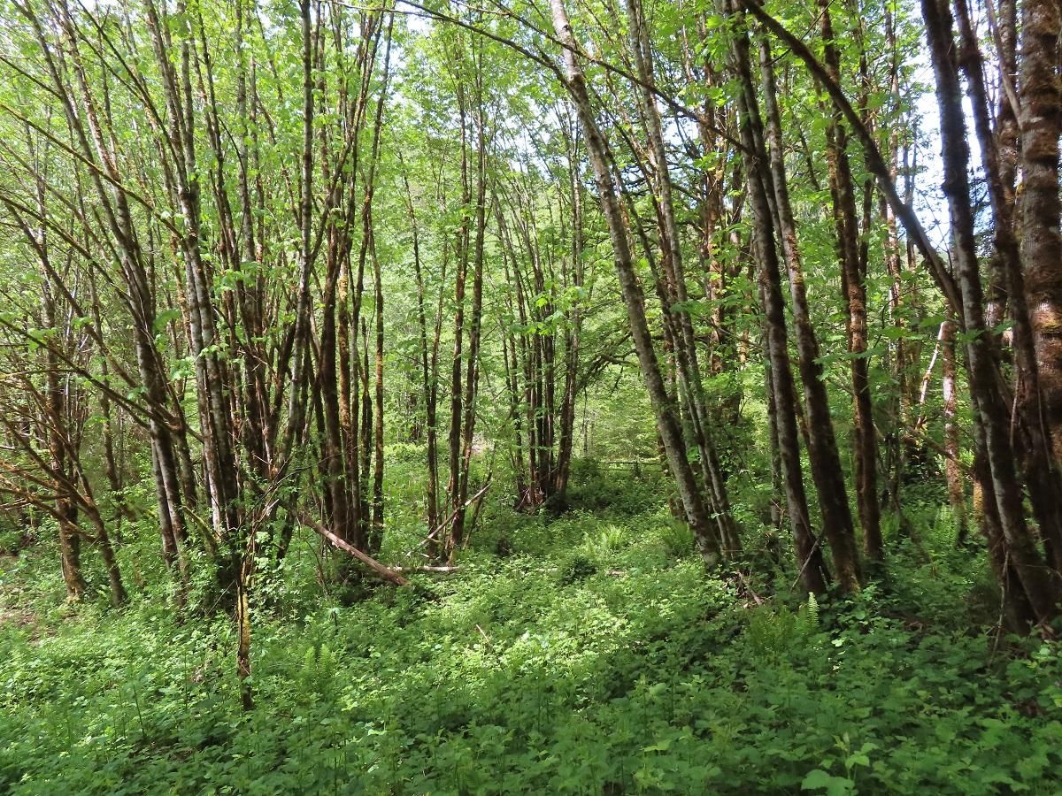 6.56 acres in Cowlitz County, Washington