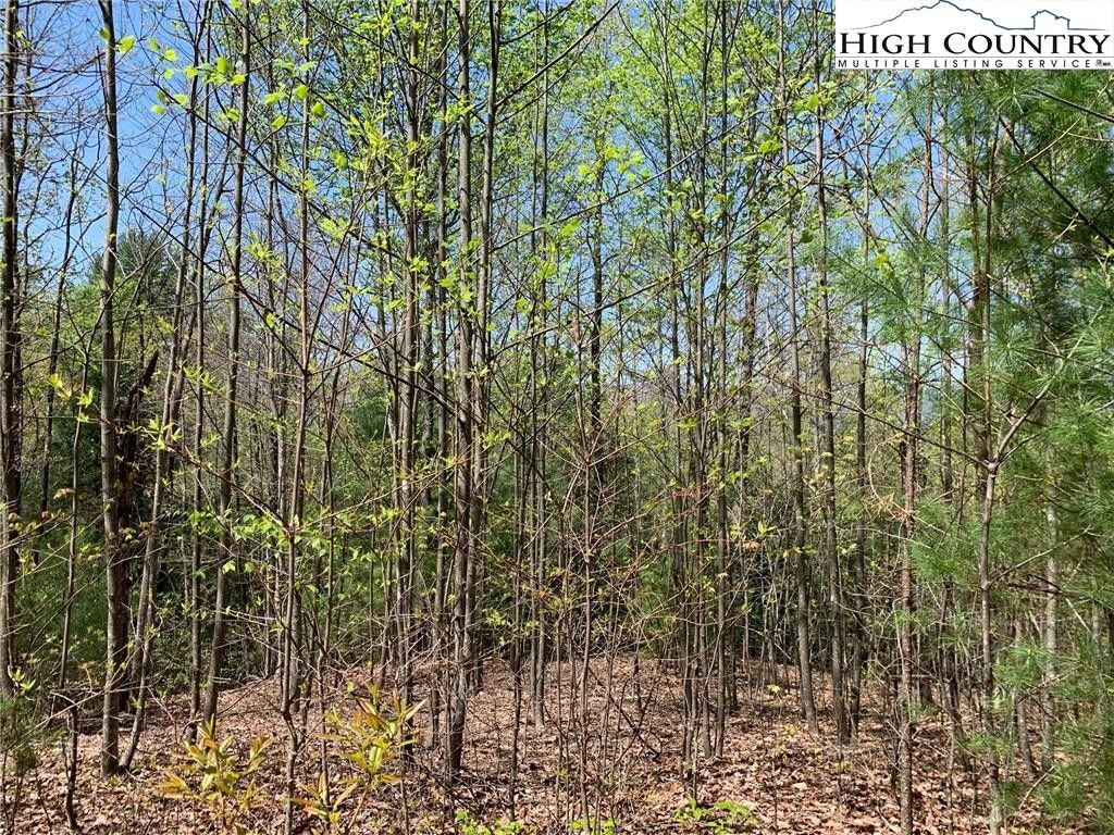 10 Acres In Wilkes County North Carolina