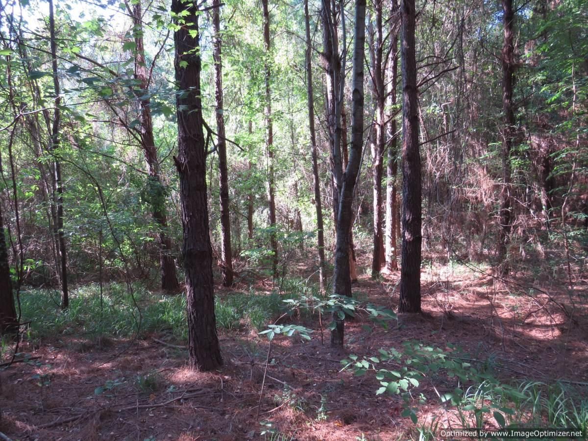 40 acres in Attala County, Mississippi