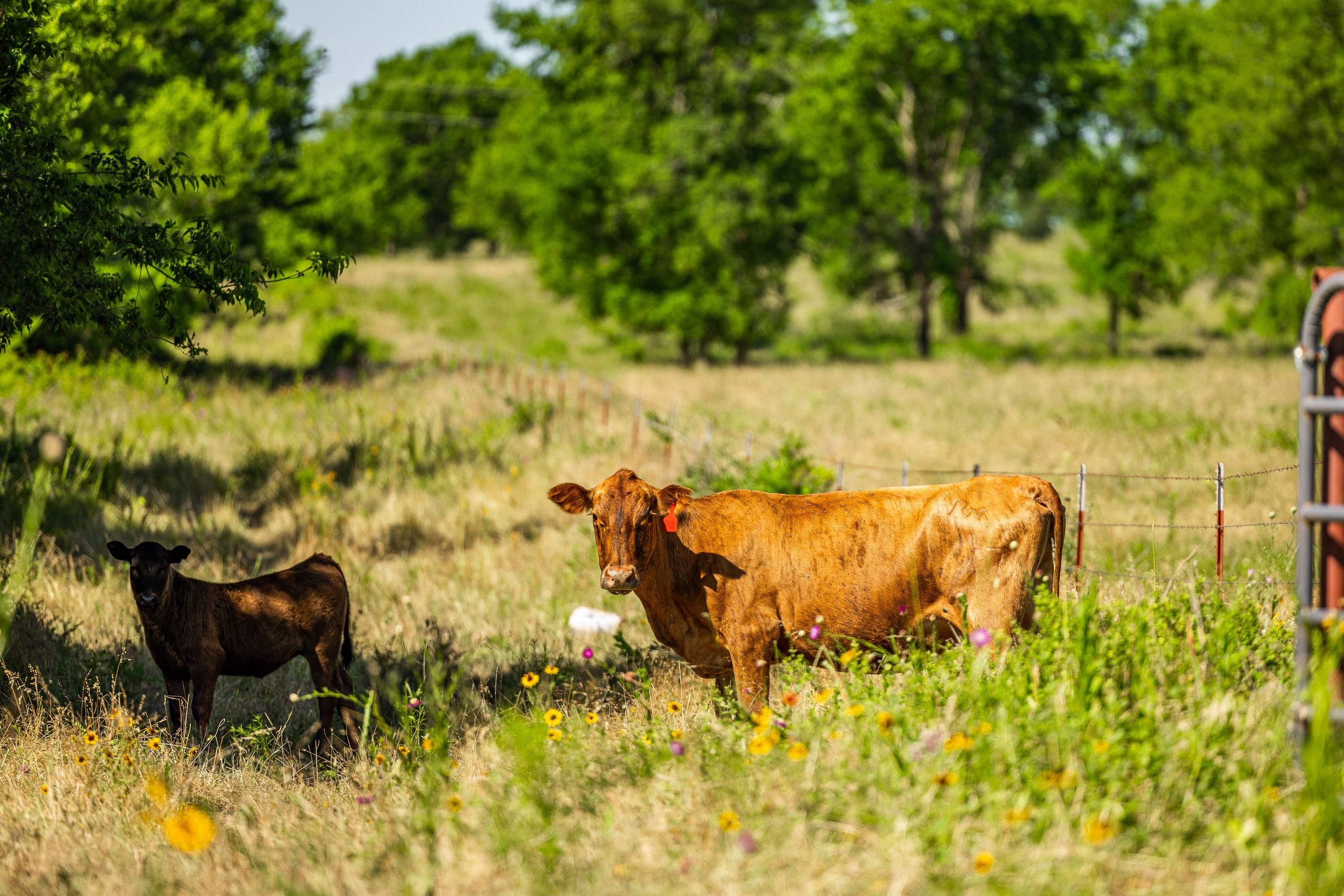 NE 1100 at the intersection of NE 1090, Chatfield, TX 75105 | Land.com