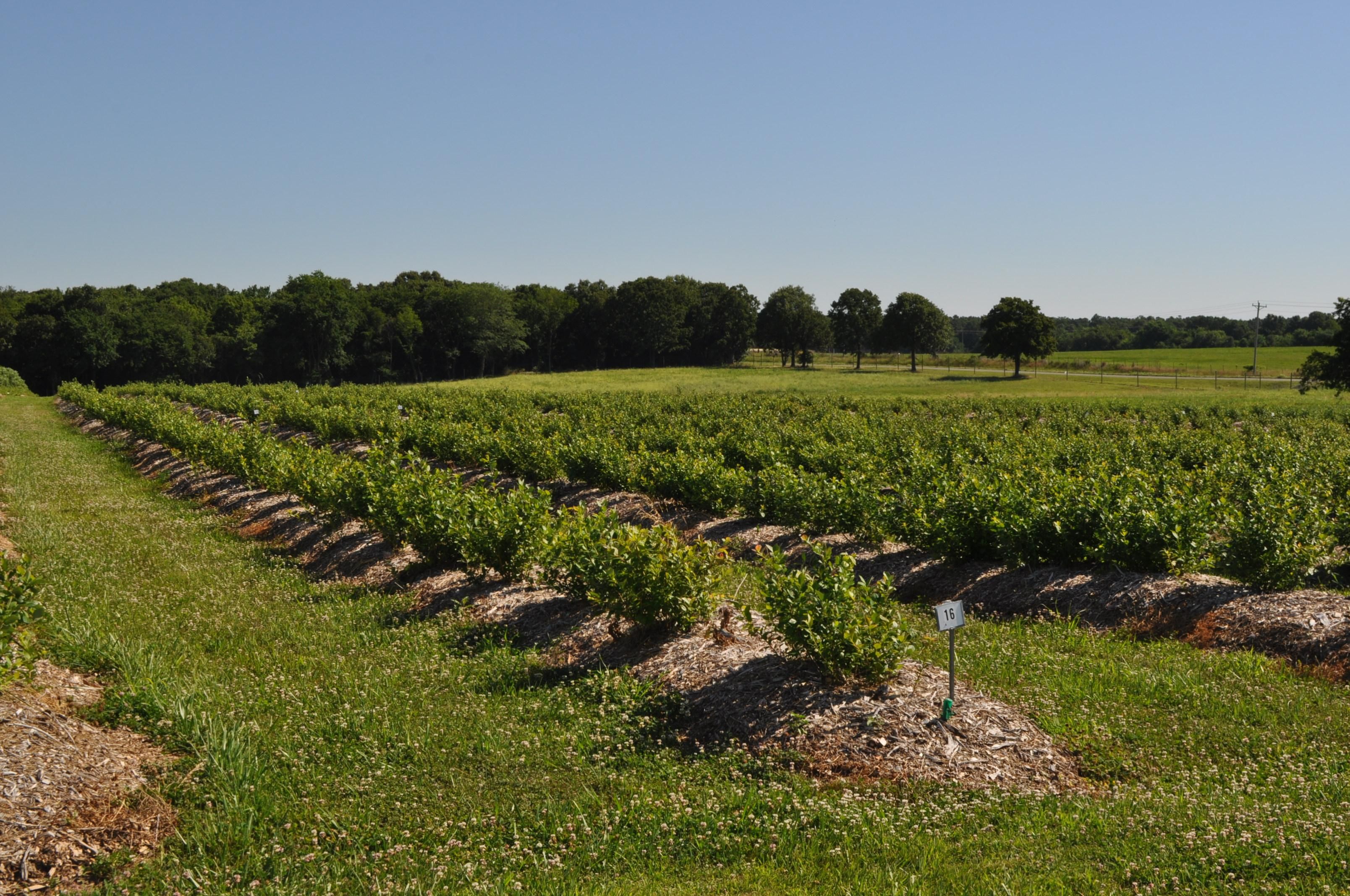 44 acres in Greene County, Missouri