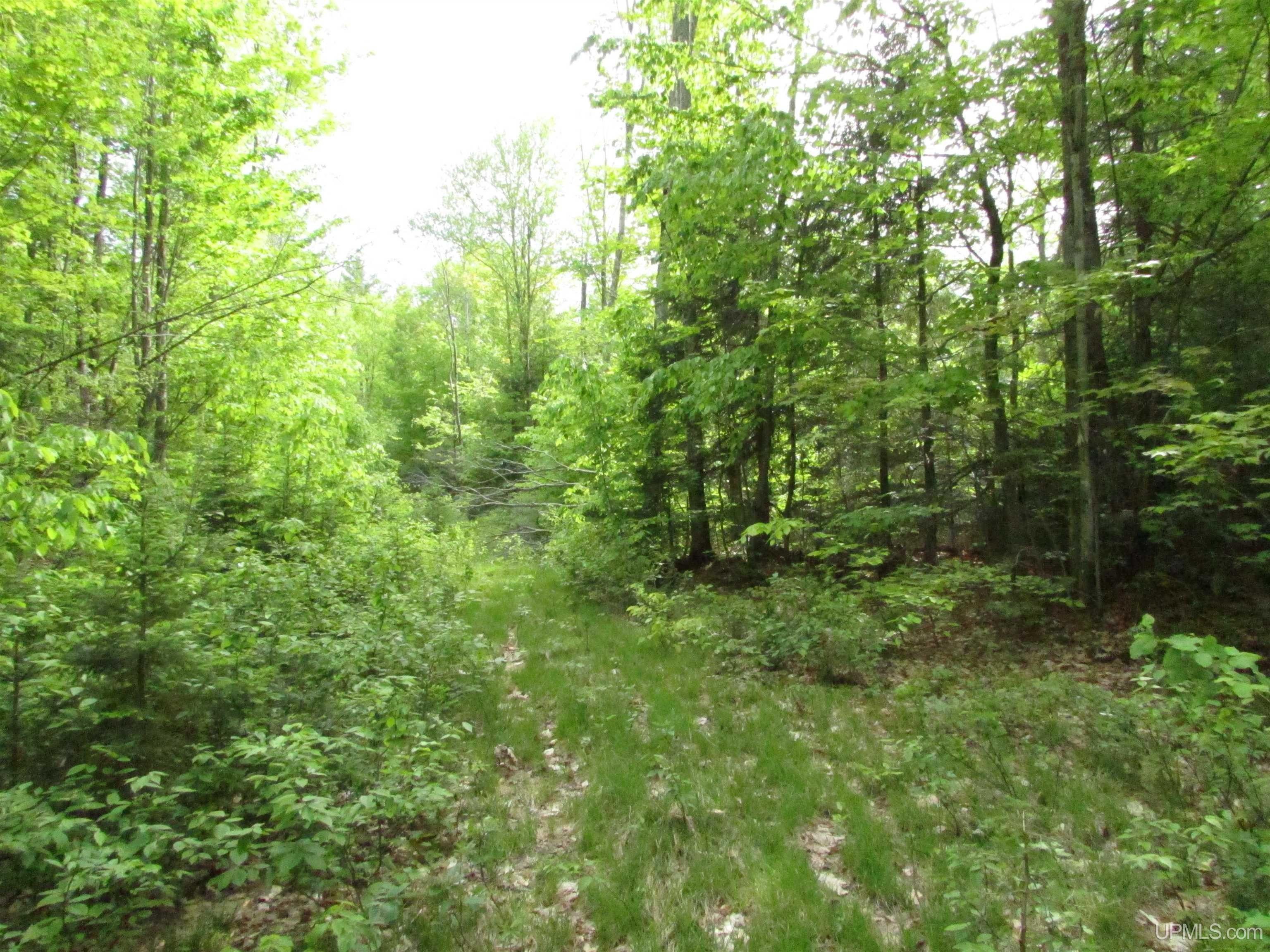 40 acres in Alger County, Michigan