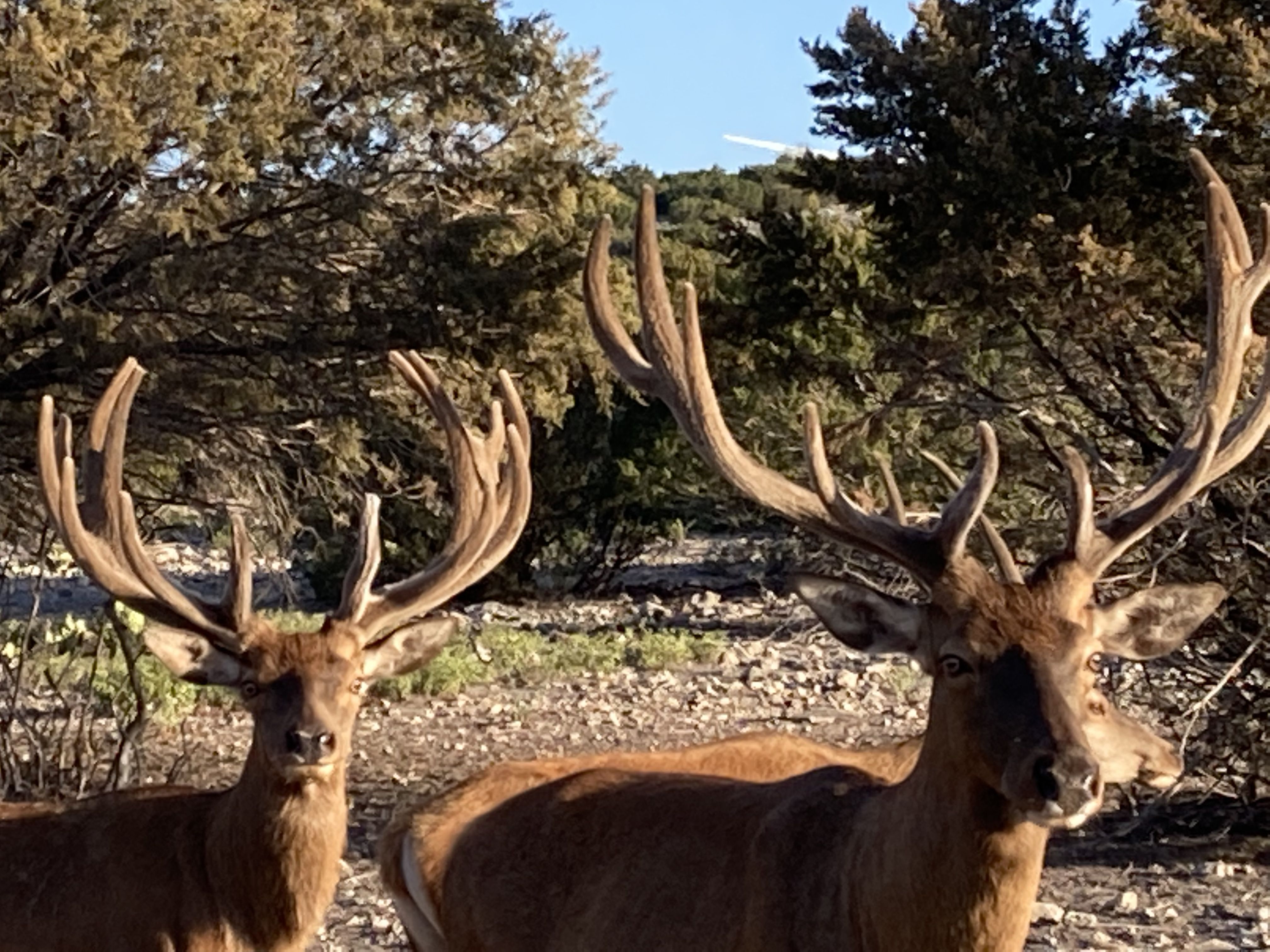 515 acres in Del Rio, TX, 78840 | Land.com