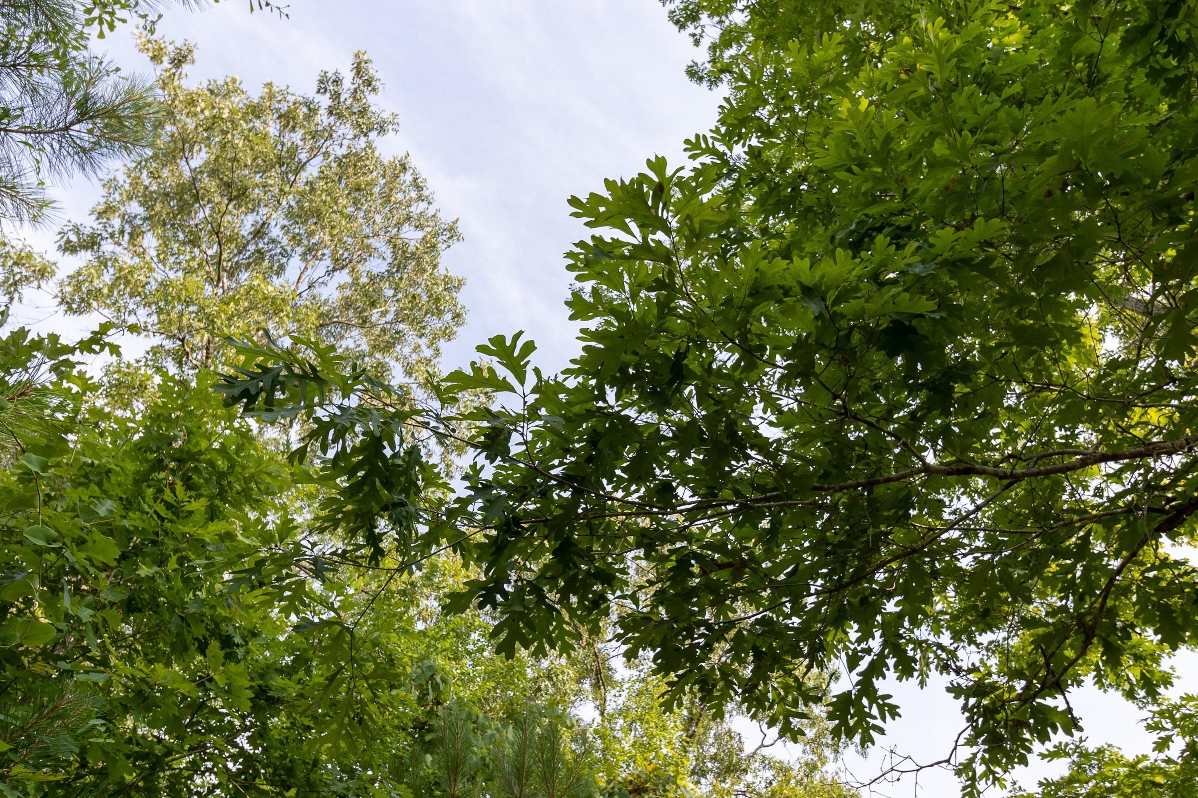 14.34 acres in Tyler County, Texas