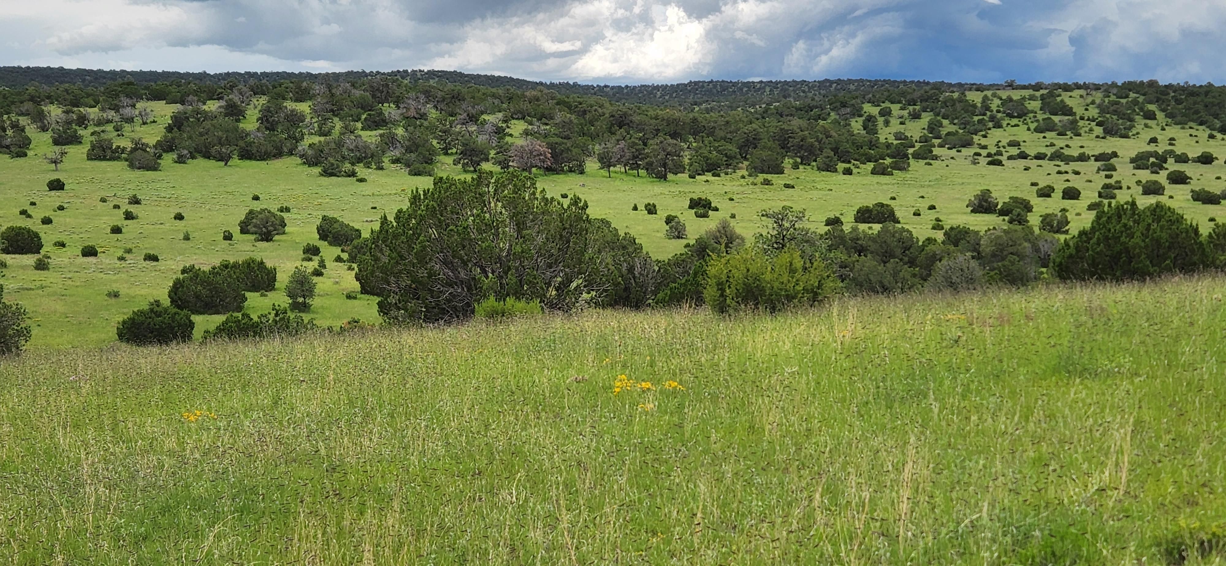 80 acres in Catron County, New Mexico