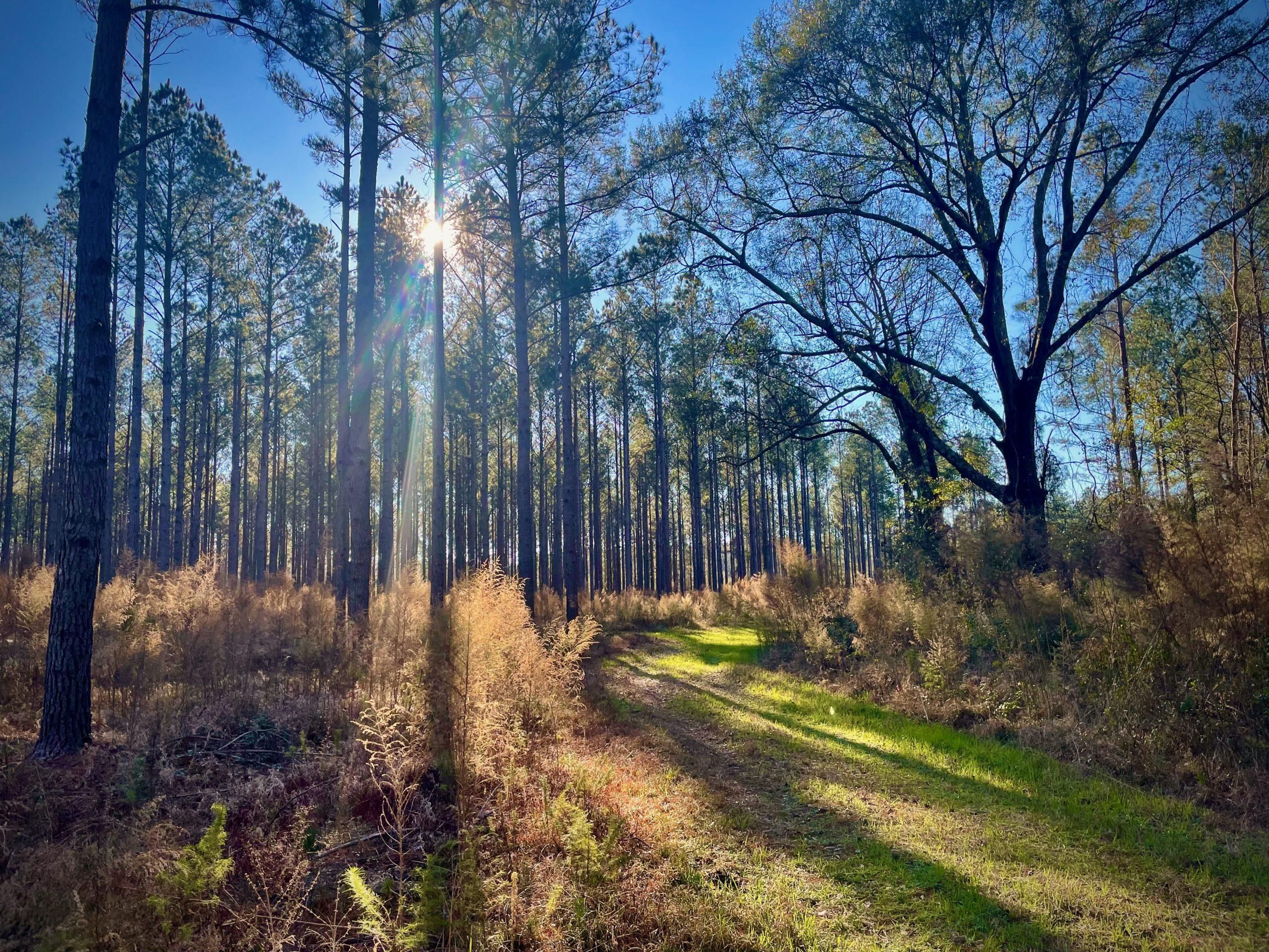 Hampton County, South Carolina, Furman, SC 29921 | Land.com