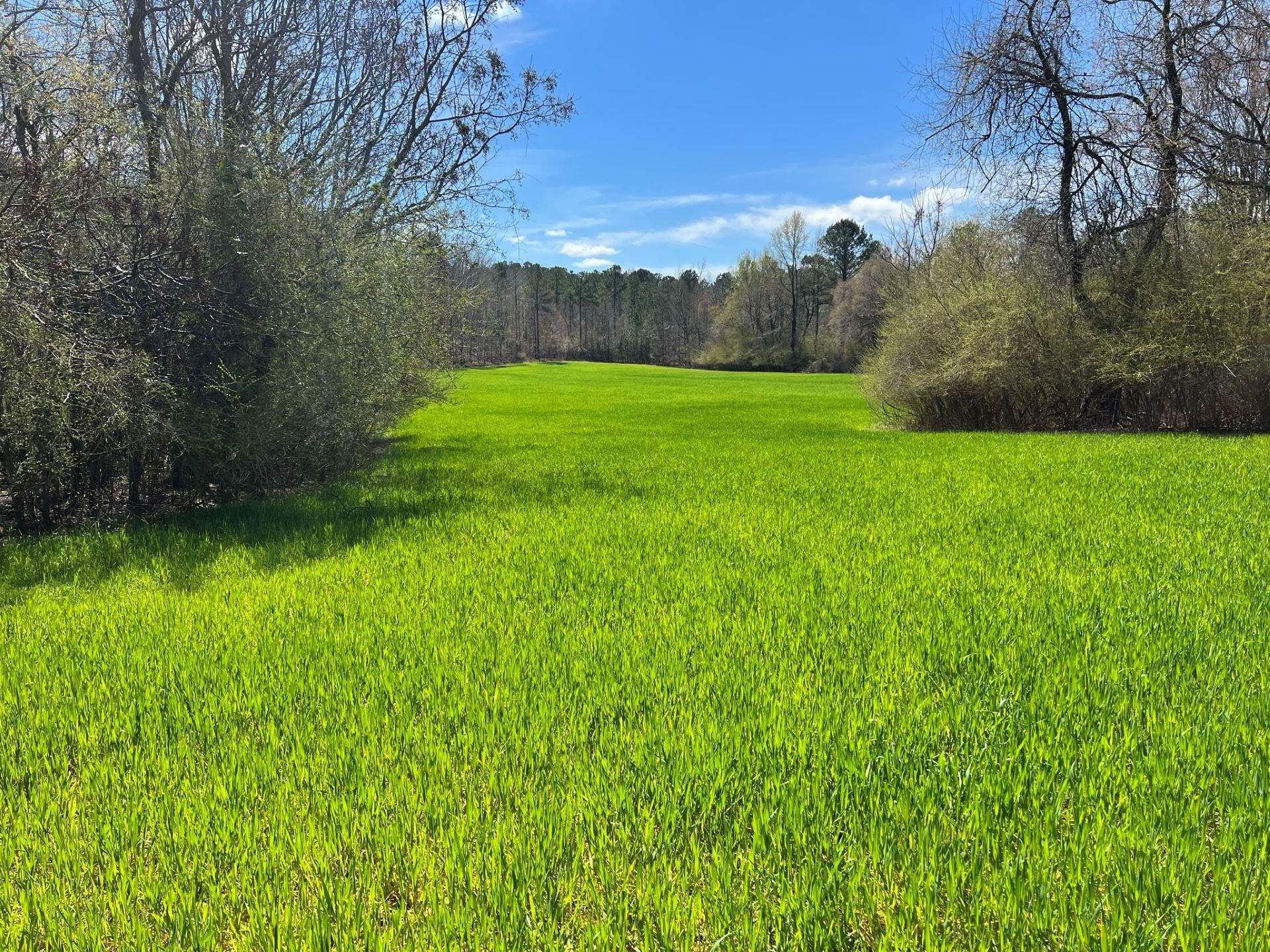195 acres in Alpine, AL, | Land.com