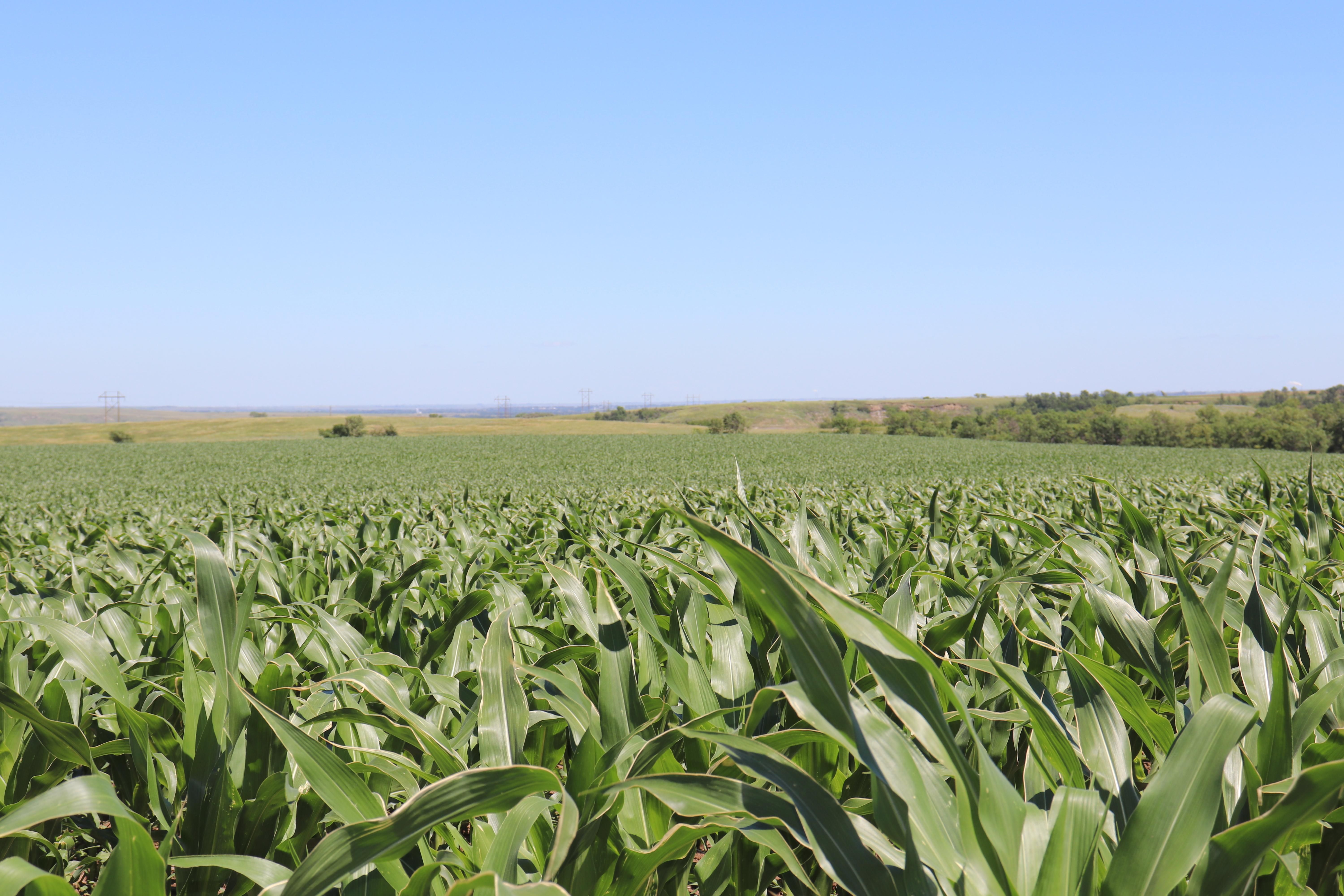 313.36 acres in Mercer County, North Dakota
