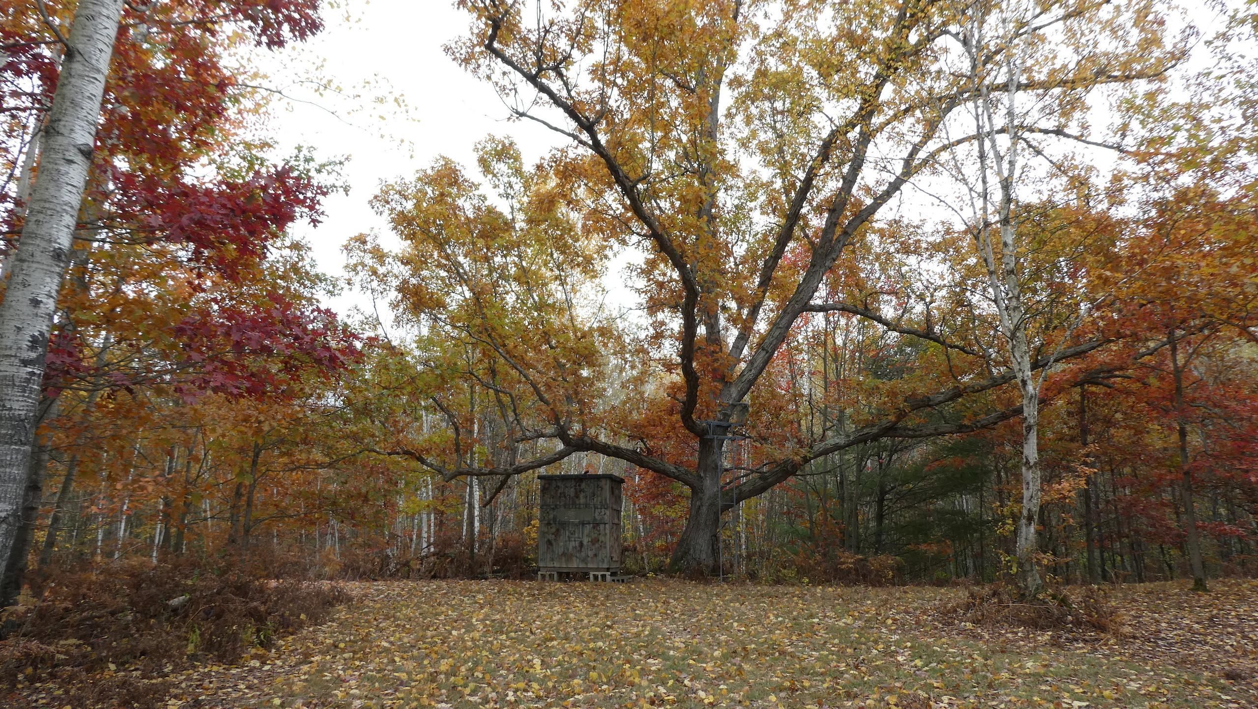 80 Acres In Arenac County Michigan