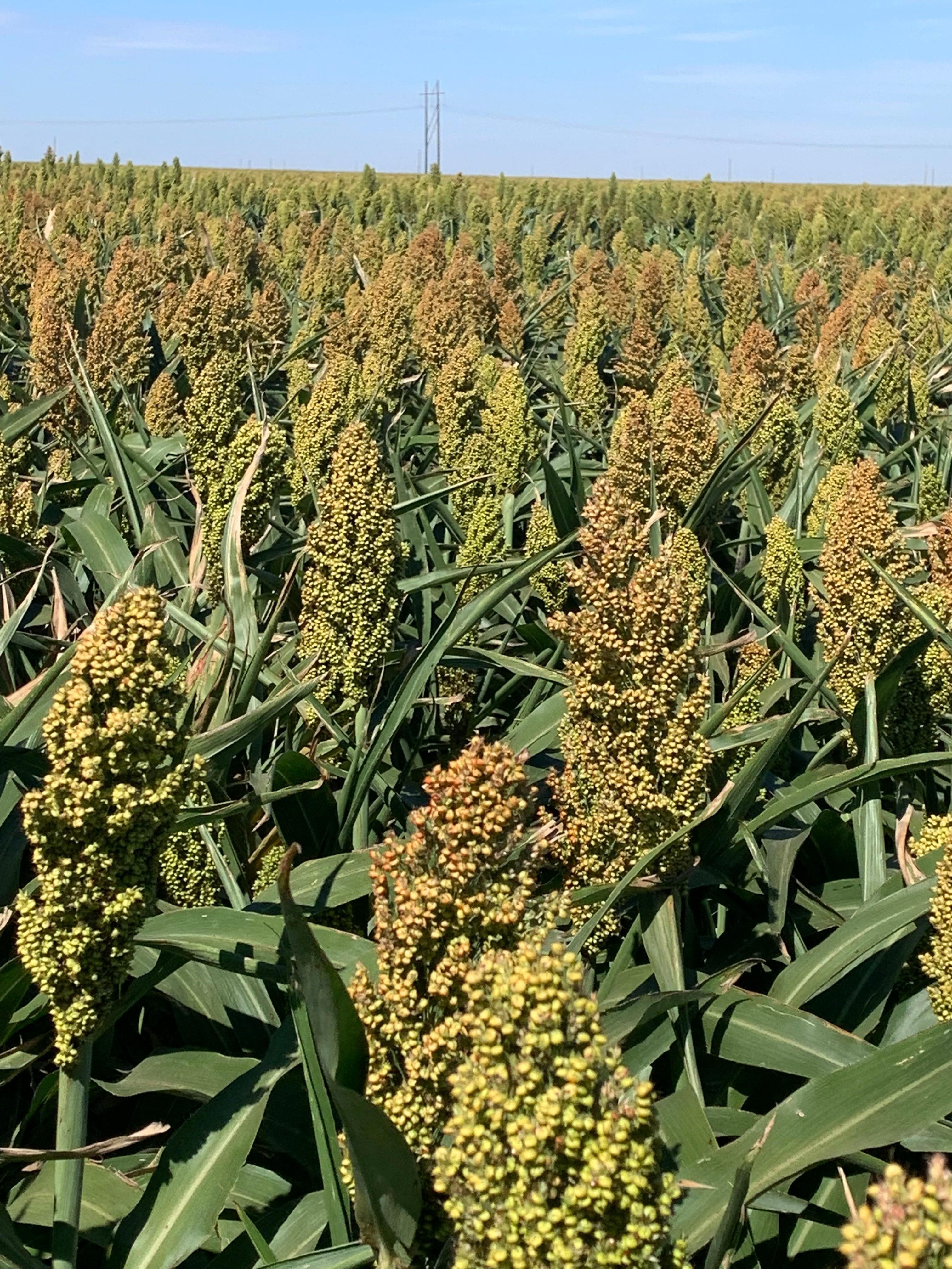 980 acres in Stratford, TX, 79084 | Land.com