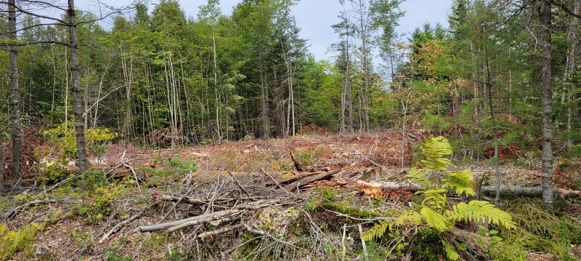 104.5 acres in Ellsworth, ME, | Land.com