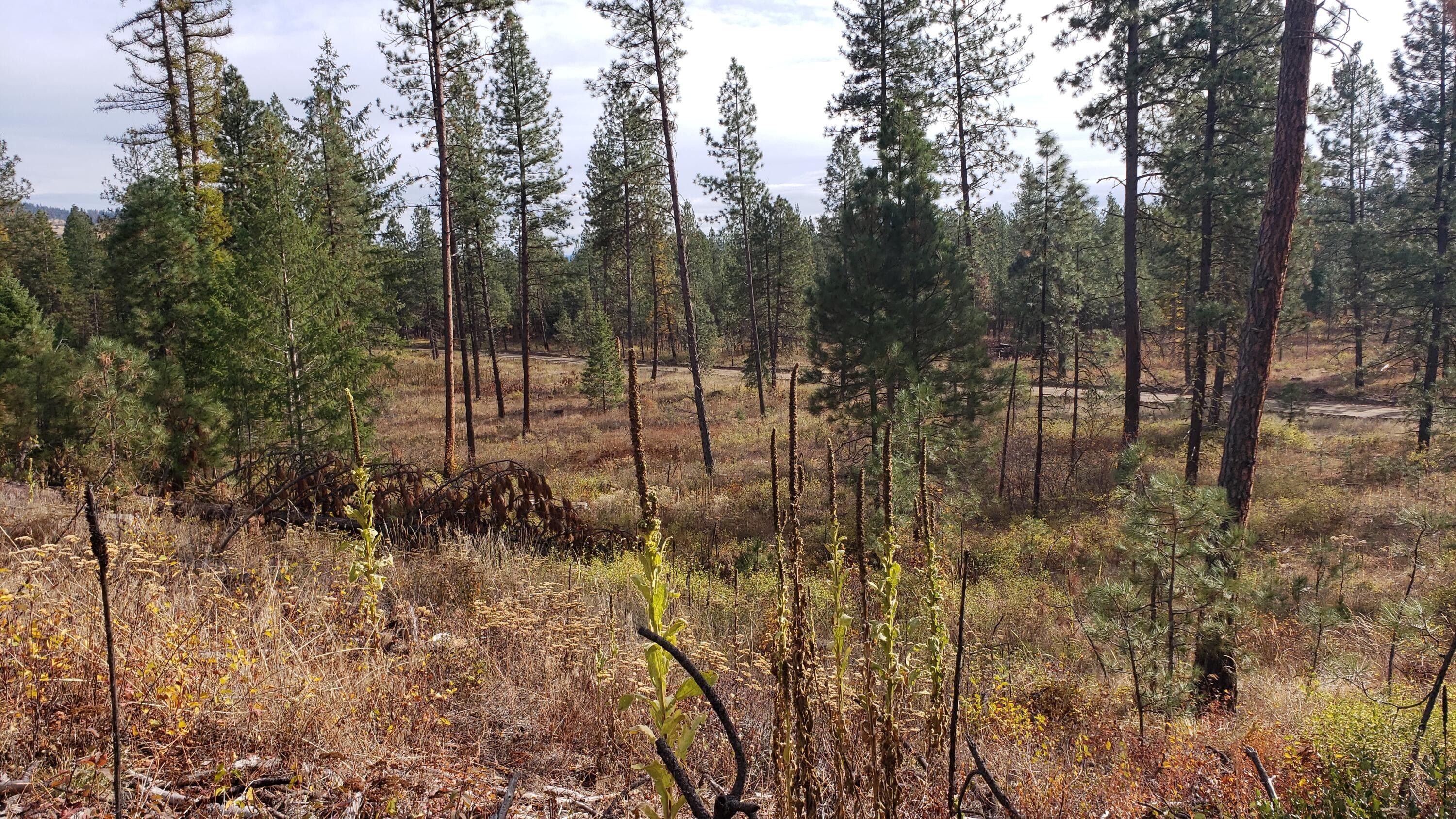 20 acres in Ferry County, Washington